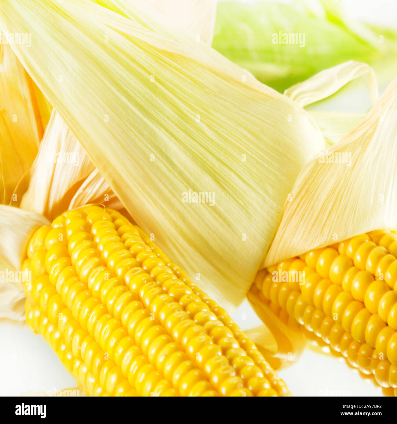 Maize cob close up on white background Stock Photo - Alamy