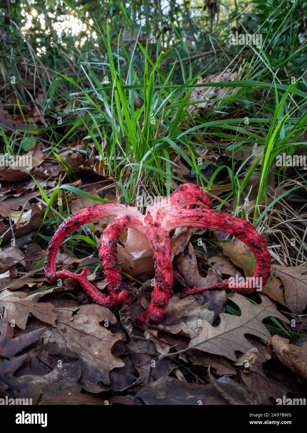 Octopus stinkhorn hi-res stock photography and images - Alamy