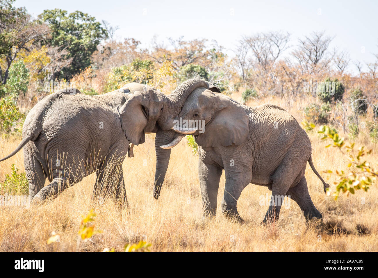 Two big male Elephants playing in the Welgevonden game reserve, South ...
