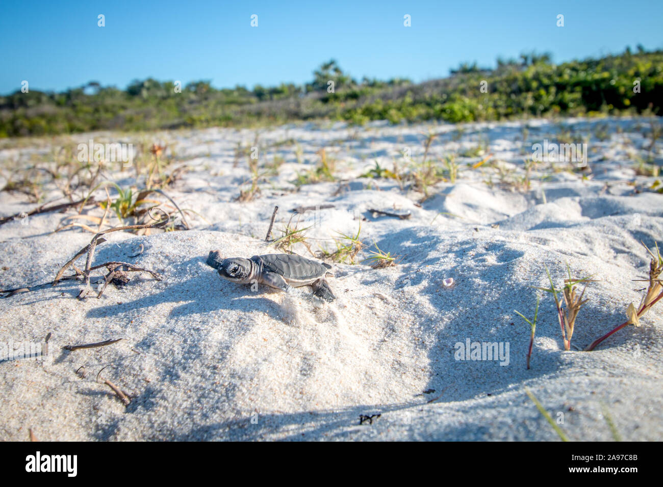 Green sea turtle hatchling on the beach on the Swahili Coast, Tanzania ...