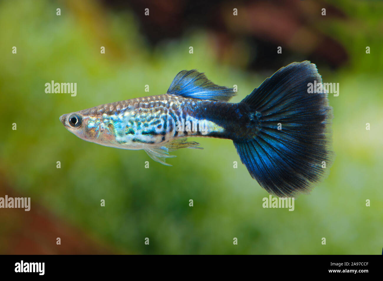 Poecilia reticulata Blue cobra,Guppy,Guppy Stock Photo - Alamy