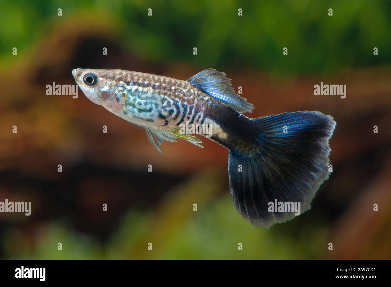 Blue Snakeskin Guppy