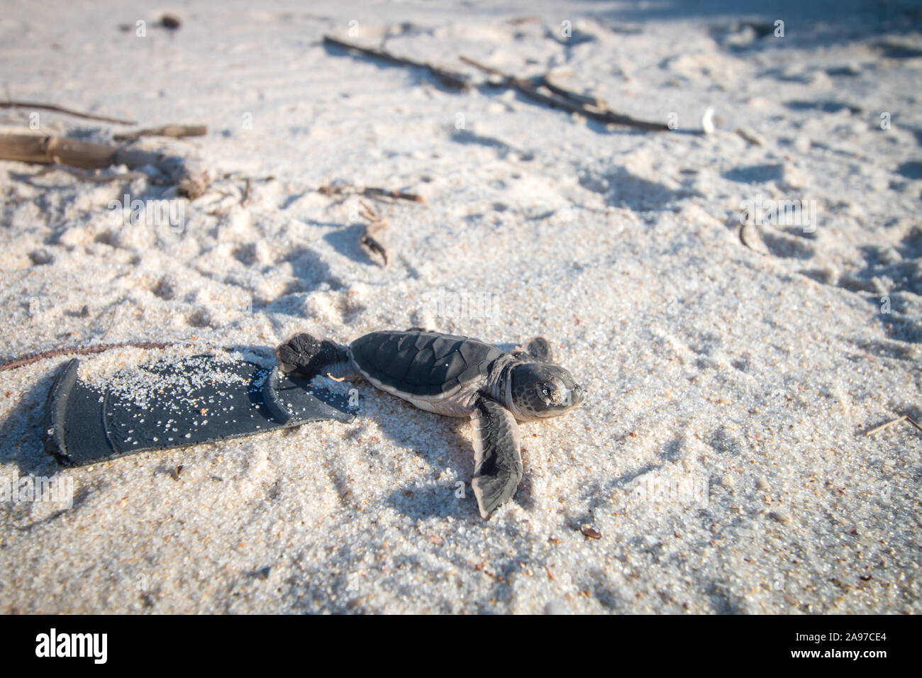 Green sea turtle hatchling on the beach on the Swahili Coast, Tanzania ...