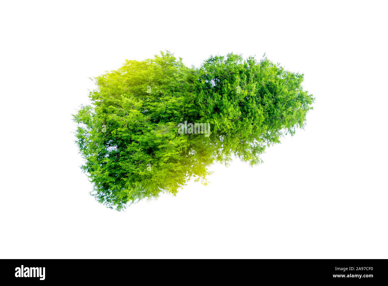 Realistic liver images are human green tree shapes about diseases and ...