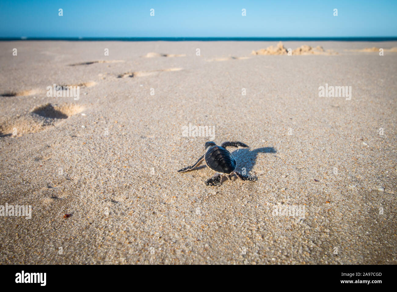 Green sea turtle hatchling on the beach on the Swahili Coast, Tanzania ...