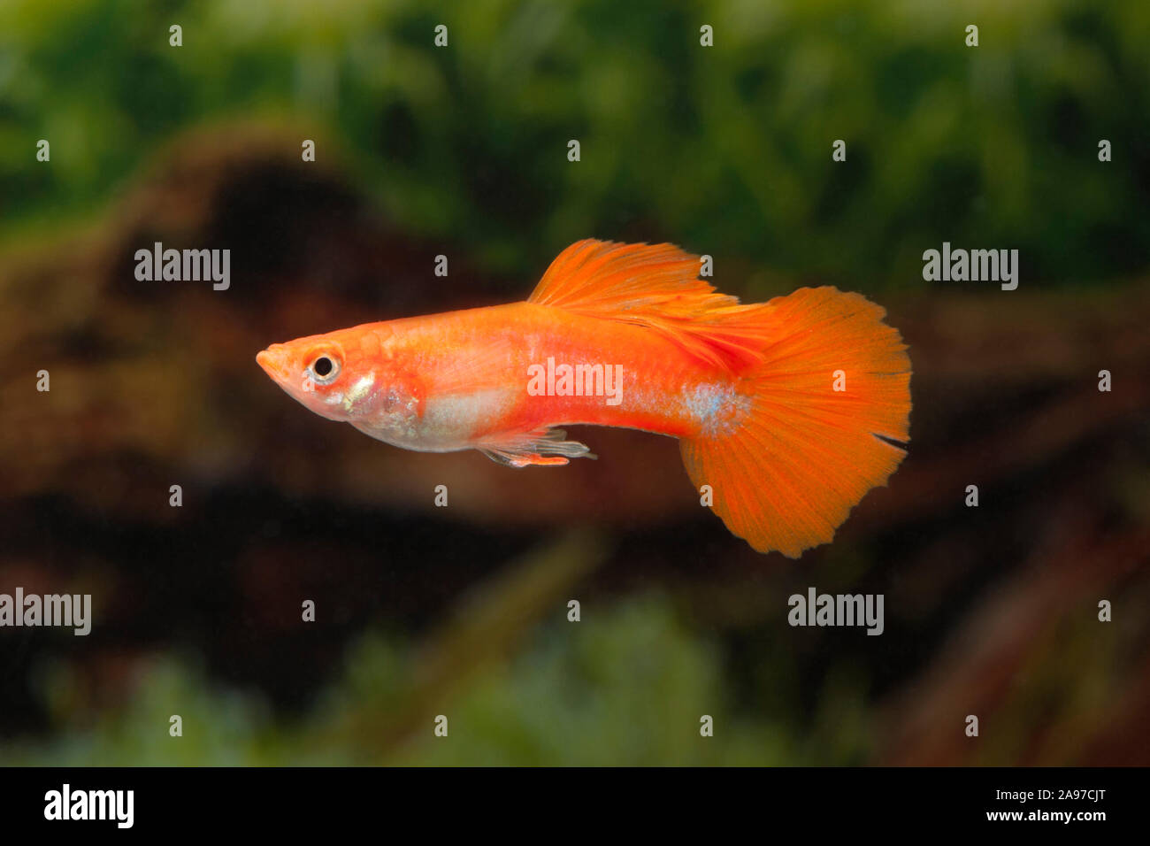 Poecilia reticulata Chilli Red,Guppy,Guppy Stock Photo - Alamy