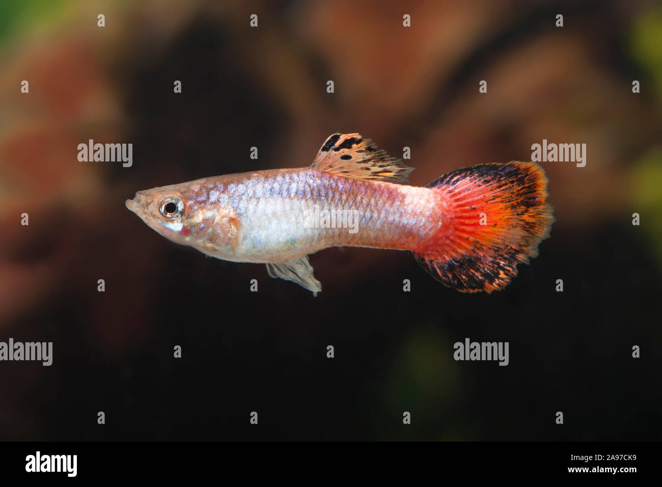 Guppy Poecilia Reticulata Aquarium Fishes High Resolution Stock ...