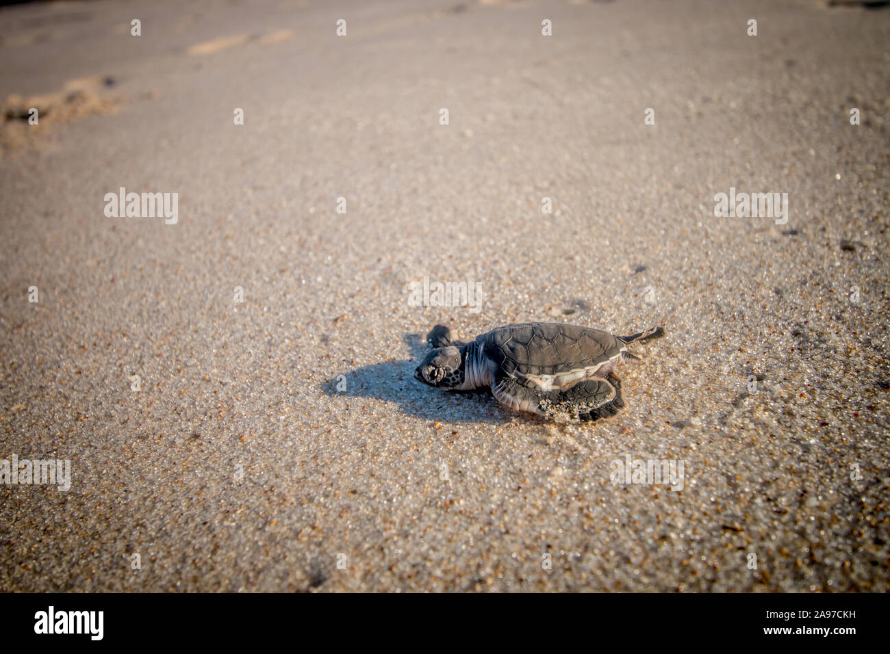 Green sea turtle hatchling on the beach on the Swahili Coast, Tanzania ...