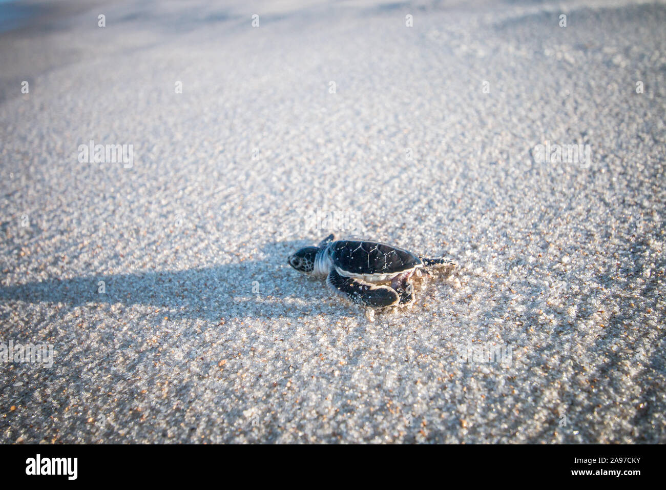 Green sea turtle hatchling on the beach on the Swahili Coast, Tanzania ...
