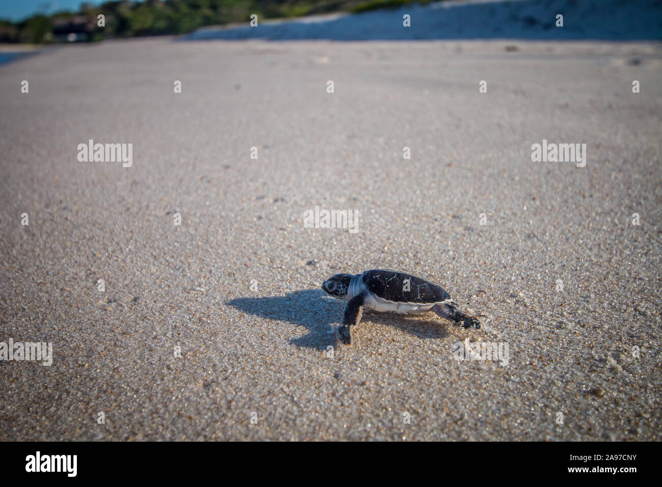Green sea turtle hatchling on the beach on the Swahili Coast, Tanzania ...