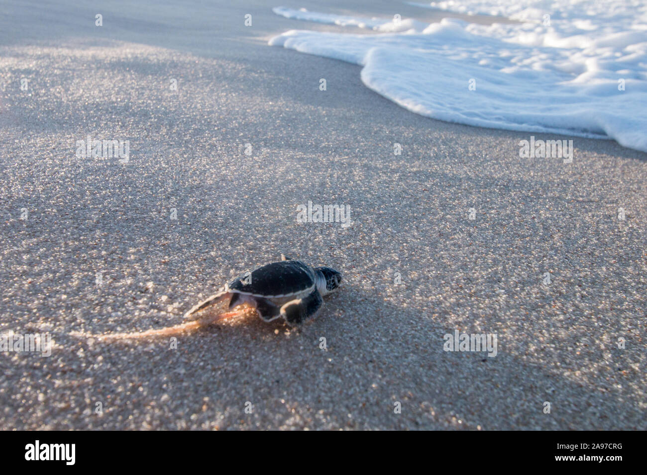 Green sea turtle hatchling on the beach on the Swahili Coast, Tanzania ...