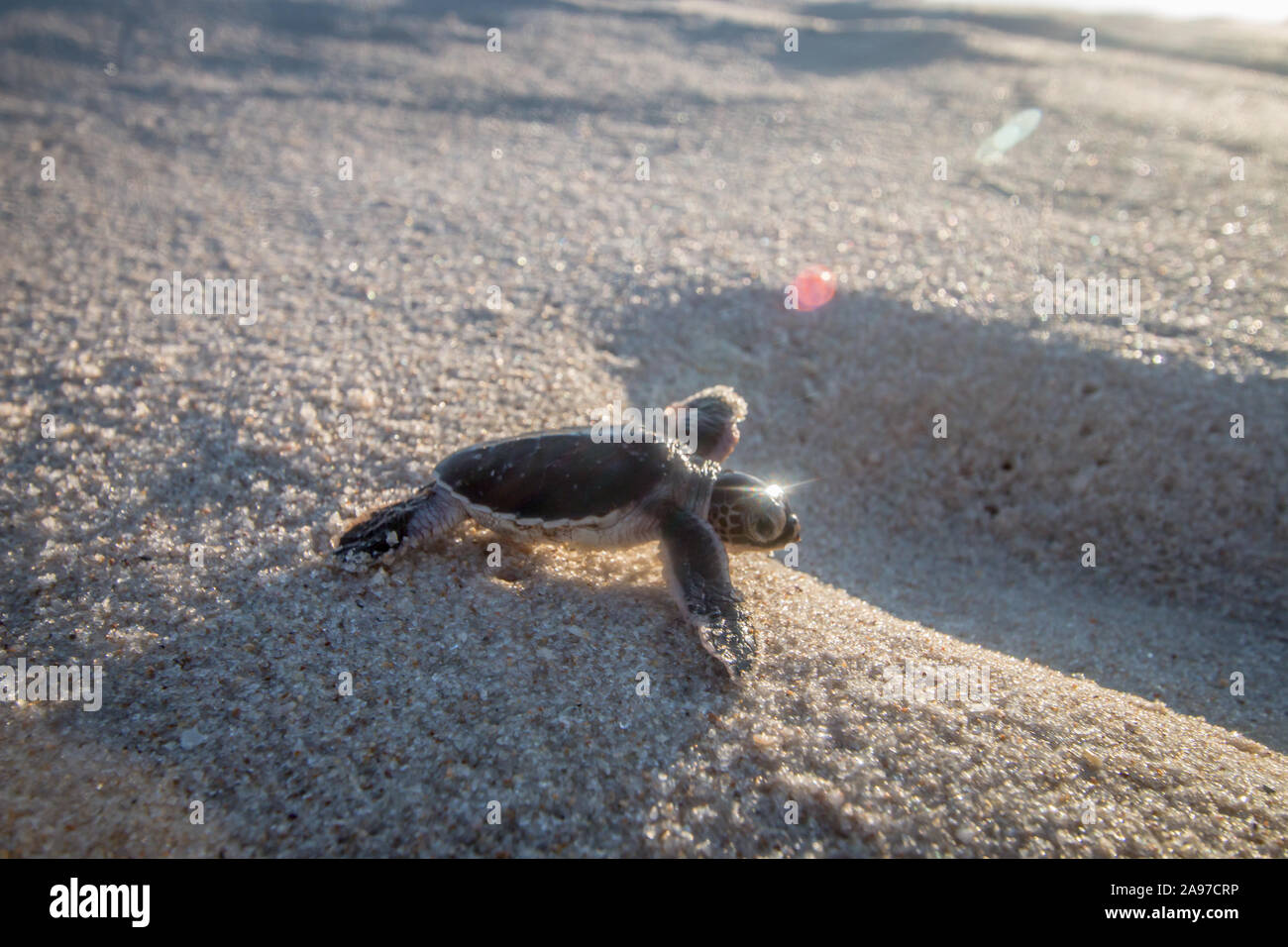 Green sea turtle hatchling on the beach on the Swahili Coast, Tanzania ...