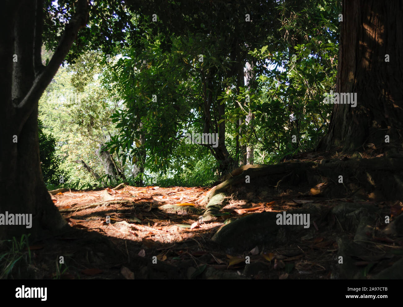 fairytale background forest green trees in the shade in Georgia in the ...