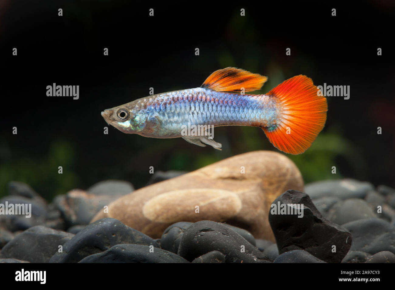 Poecilia reticulata Neon Firetail,Guppy,Guppy Stock Photo - Alamy