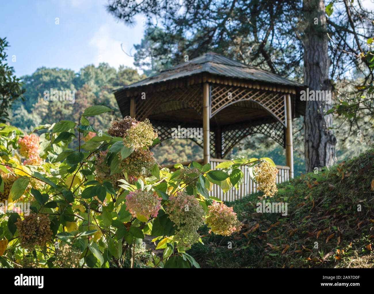 background structure wooden arbor canopy in the forest with blooming ...