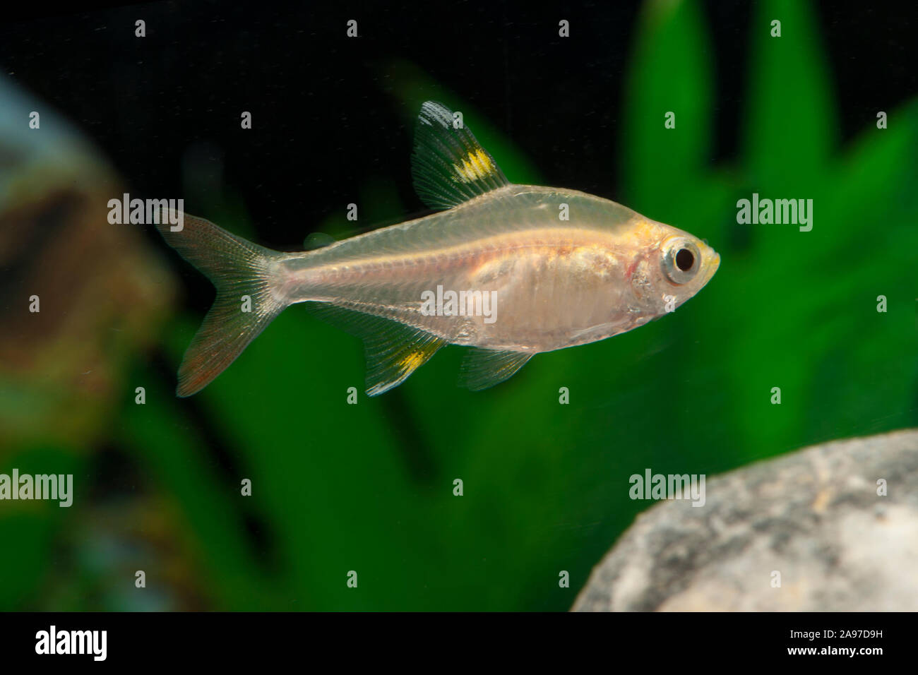 Maxillaris hi-res stock photography and images - Alamy