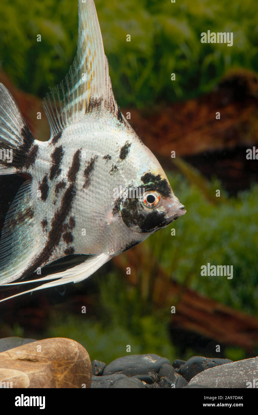 Pterophyllum scalare Platinum Marmor,Segelflosser,Angelfish Stock Photo ...
