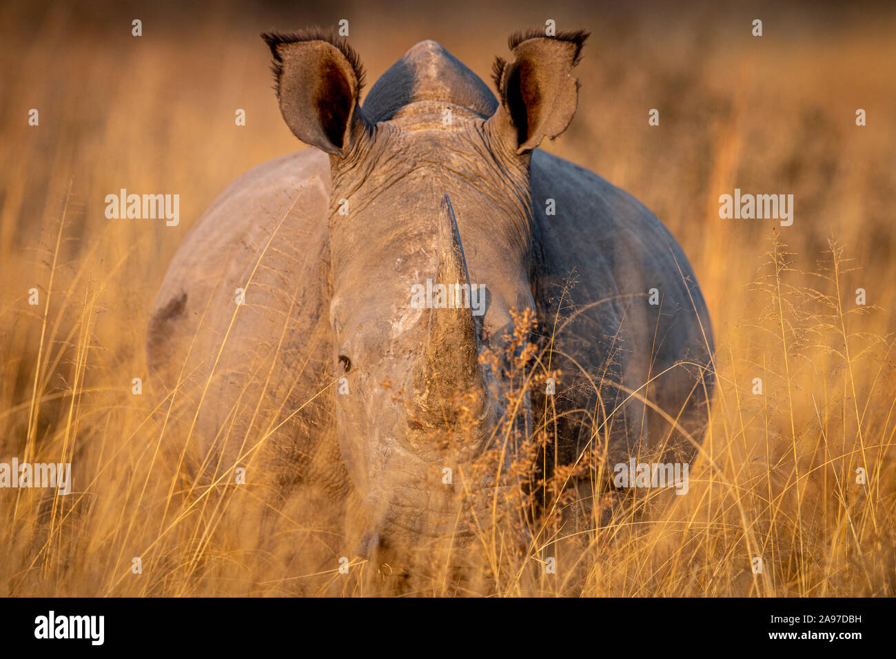 African rhino looking at camera hi-res stock photography and images - Alamy