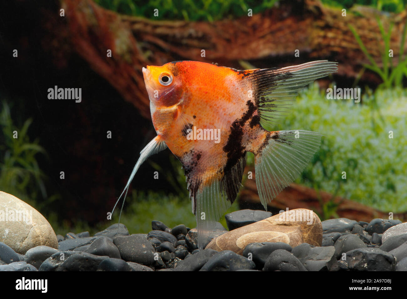 Segelflosser High Resolution Stock Photography and Images - Alamy
