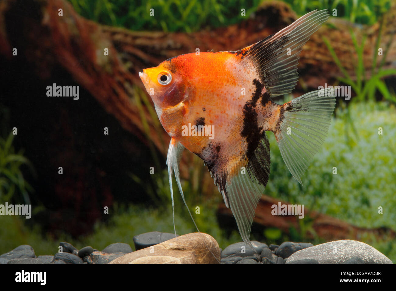 King angelfish hi-res stock photography and images - Alamy