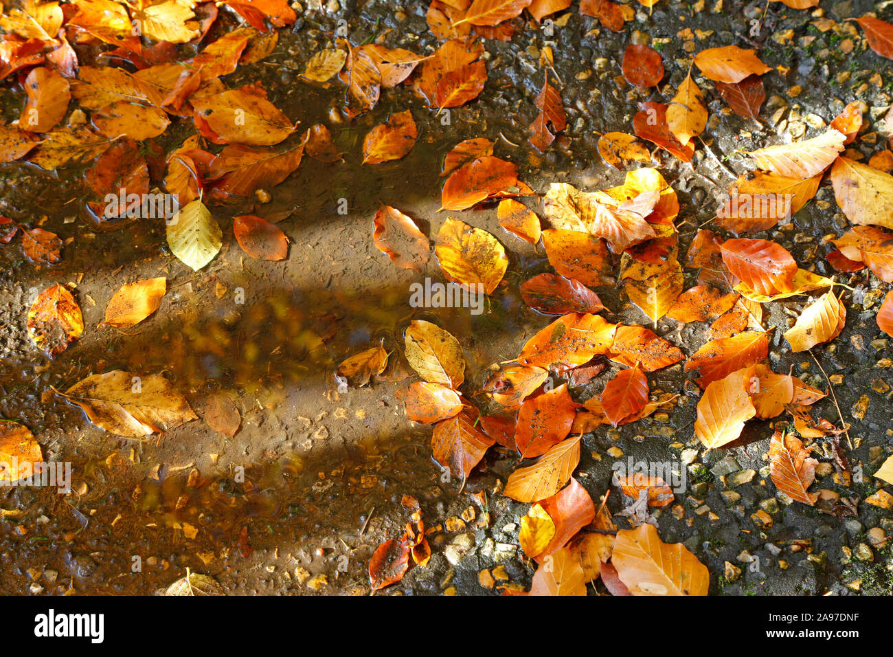Pictures of leaves hi-res stock photography and images - Alamy