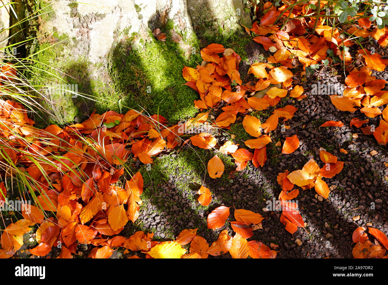 Decaying leaves hi-res stock photography and images - Alamy