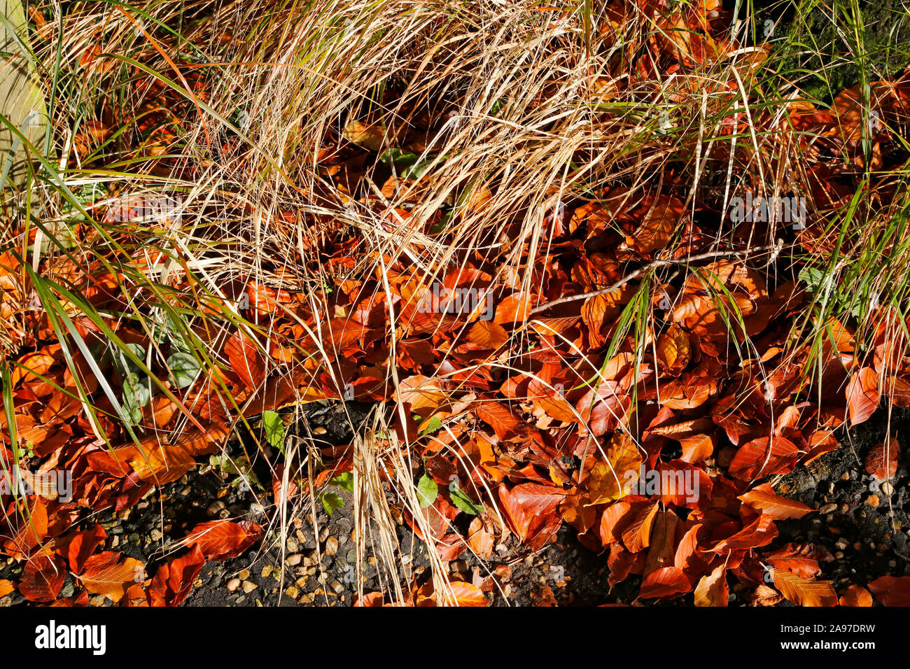 Decaying leaves hi-res stock photography and images - Alamy