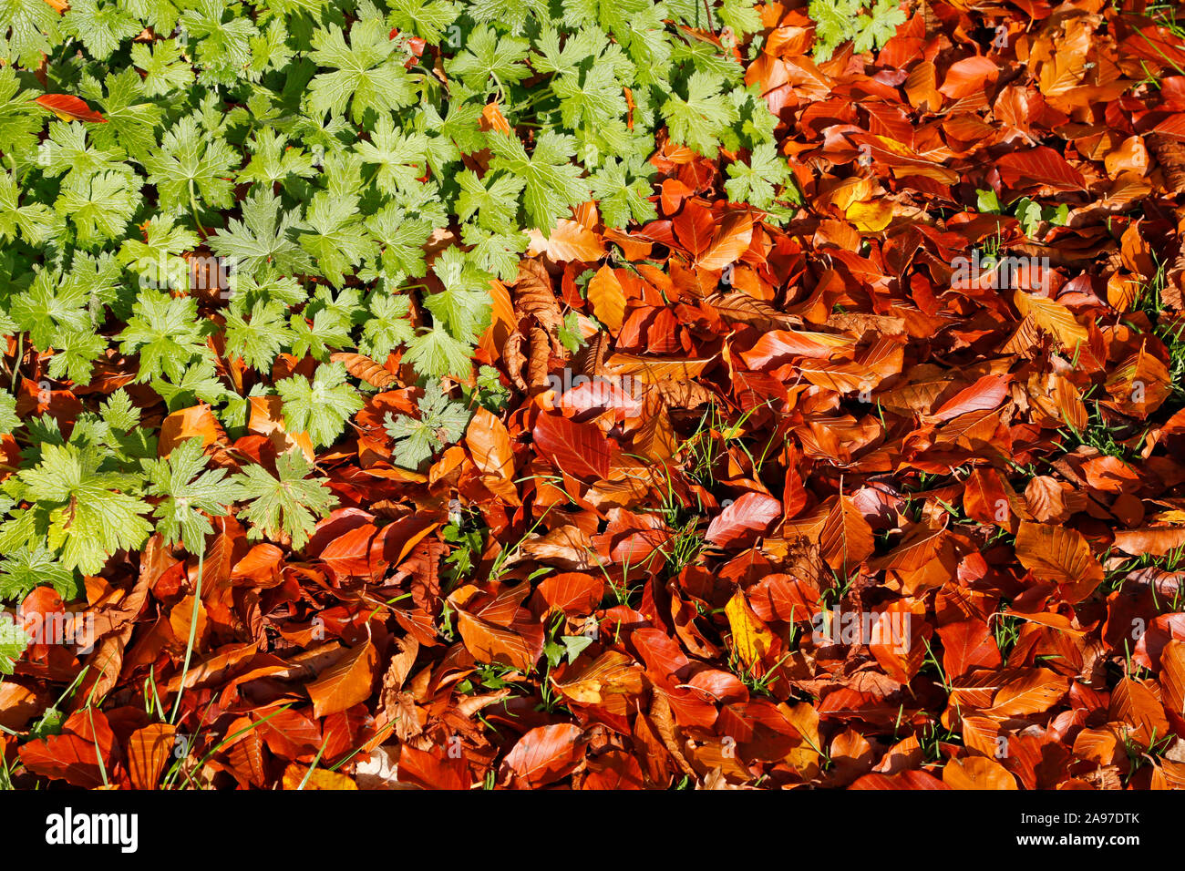 Decaying autumn leaves hi-res stock photography and images - Alamy