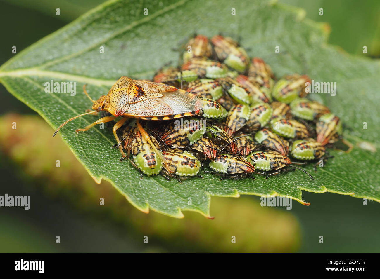 Parent bug female guarding her nymphs on birch leaf hi-res stock ...