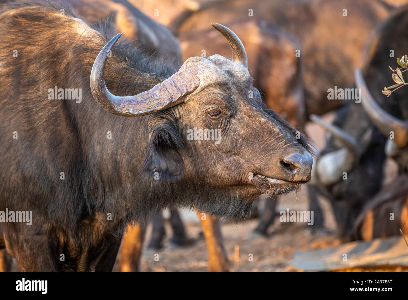 Side profile of an African buffalo in the Welgevonden game reserve ...