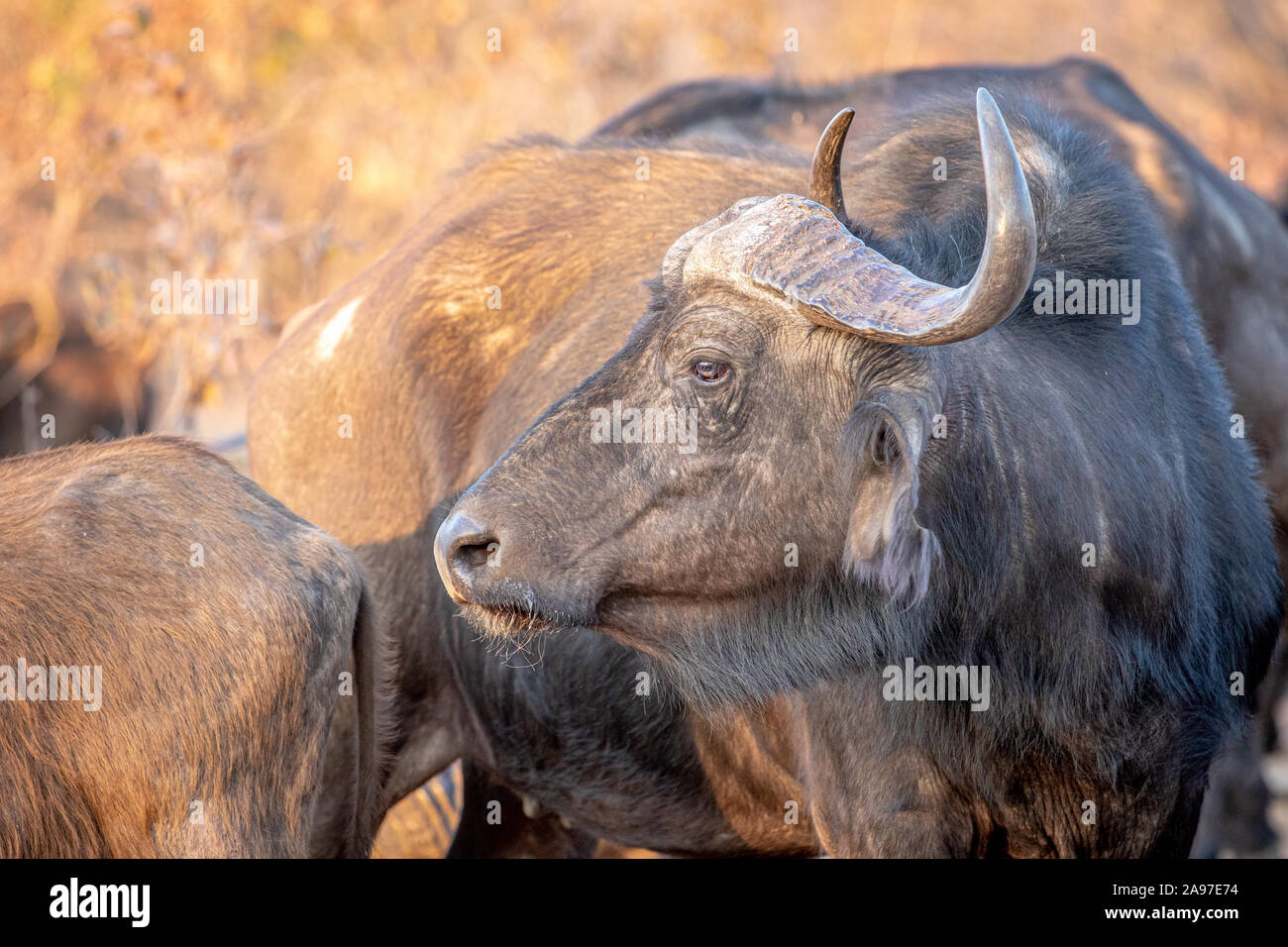 Side profile of an African buffalo in the Welgevonden game reserve ...