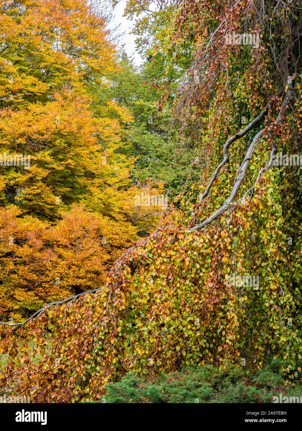 Autumn Leaves and Trees, The Gardens, St Johns College, University of ...