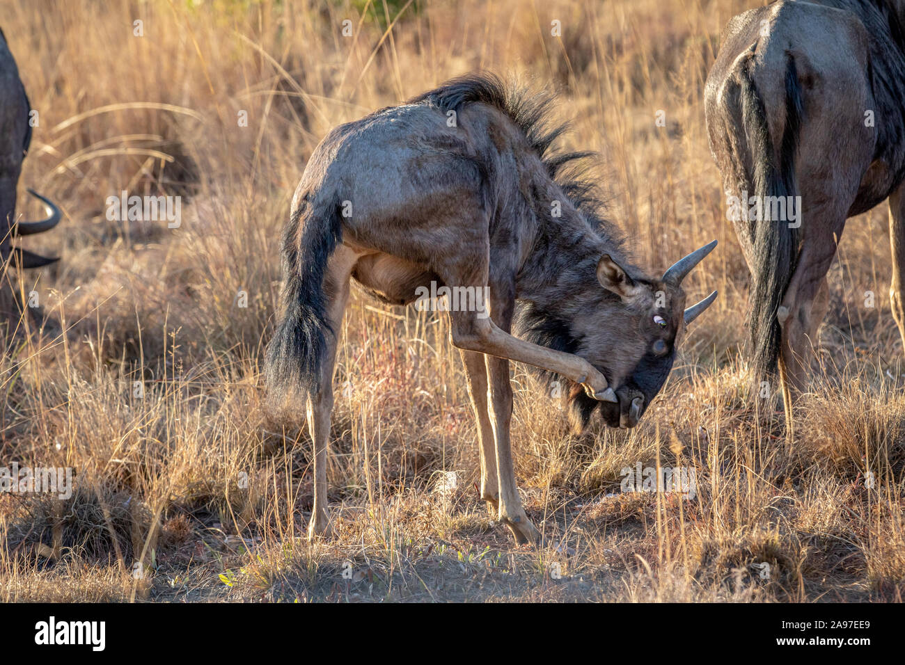 Young Blue wildebeest scratching himself in the Welgevonden game reserve, South Africa Stock ...