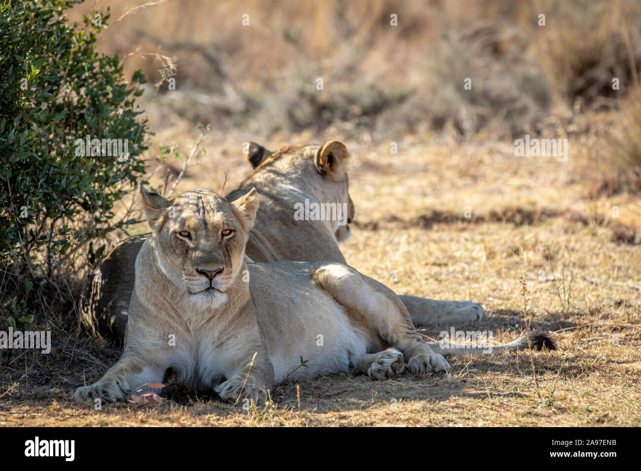 Two african lionesses panthera hi-res stock photography and images - Alamy