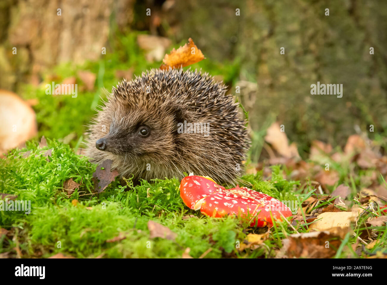 Wild, native hedgehog foraging in hedgehog friendly garden. Taken ...