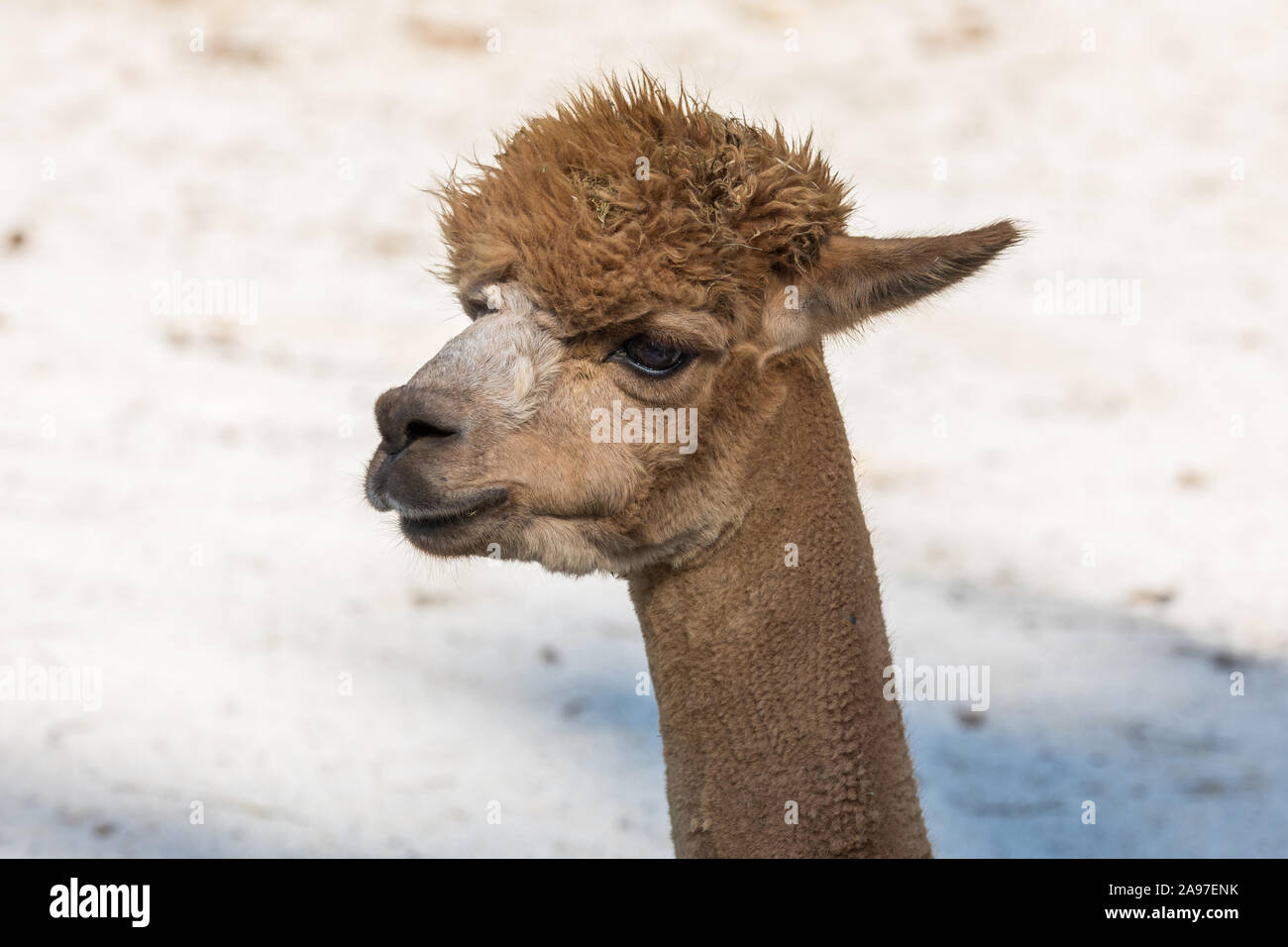 Llama head hi-res stock photography and images - Alamy