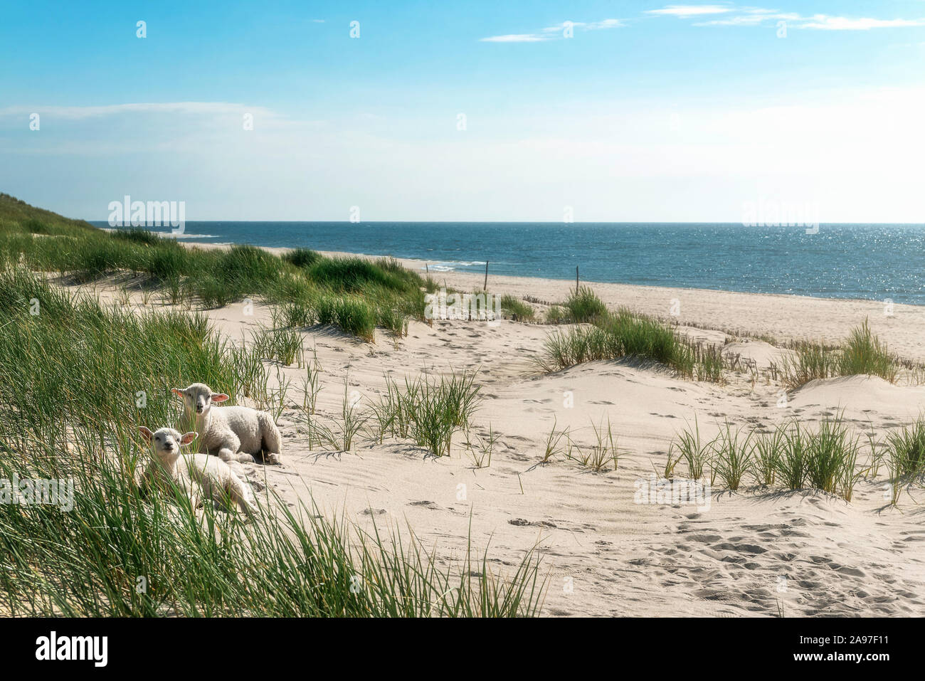 Sunny summer vacation landscape with cute baby sheep on white sand ...