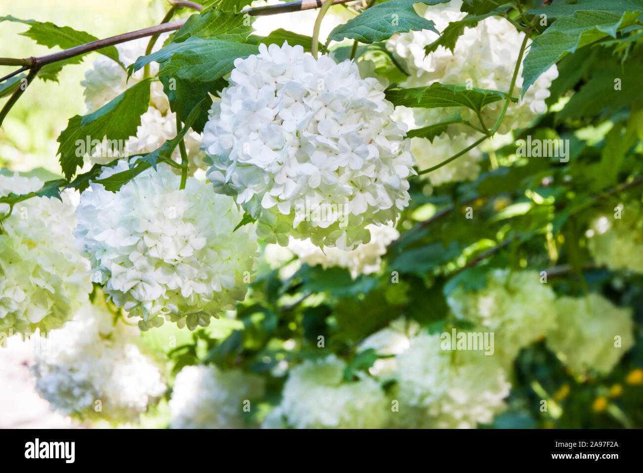 Snowball hydrangea hi-res stock photography and images - Alamy