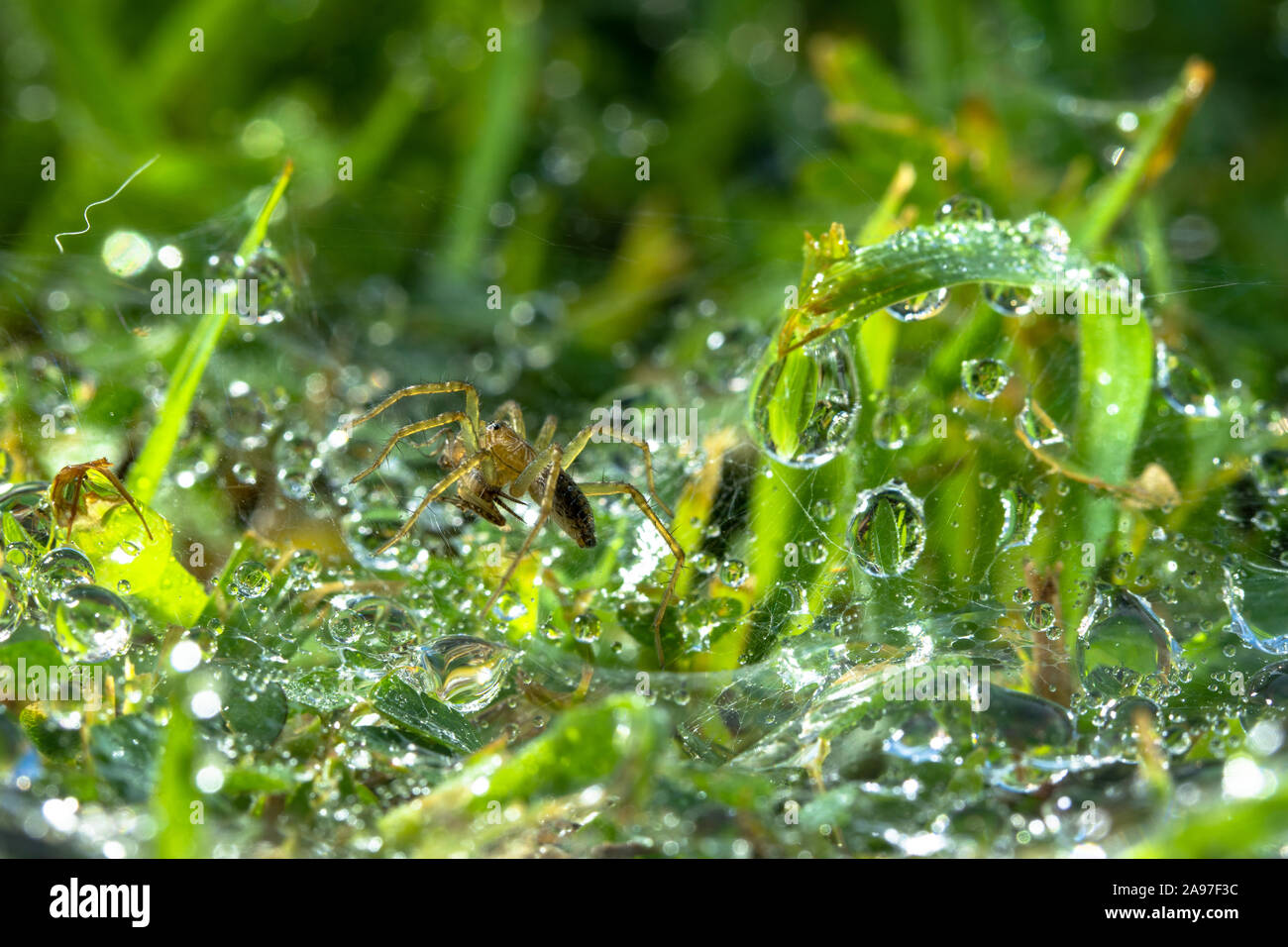 Dewdrops reflect nature hi-res stock photography and images - Alamy
