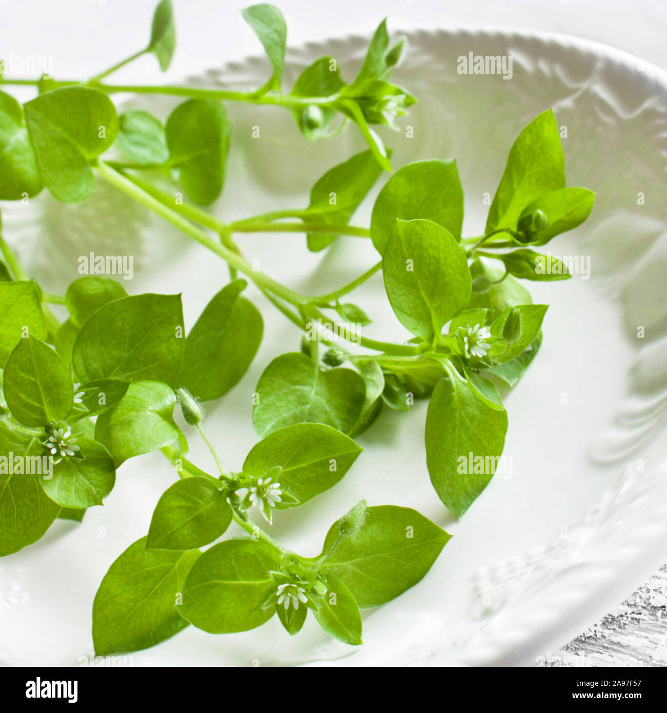 Chickweed edible hi-res stock photography and images - Alamy