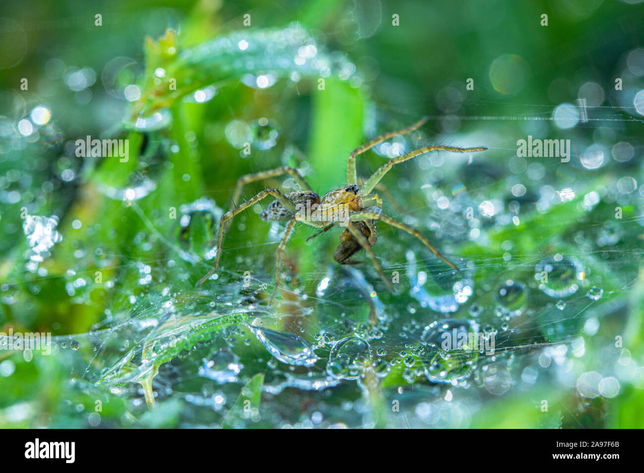 Dewdrops on the spider web above green grass Stock Photo - Alamy