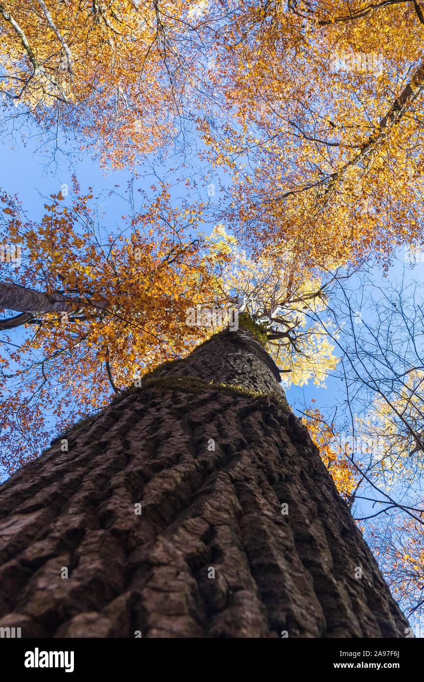 Top to bottom view hi-res stock photography and images - Alamy