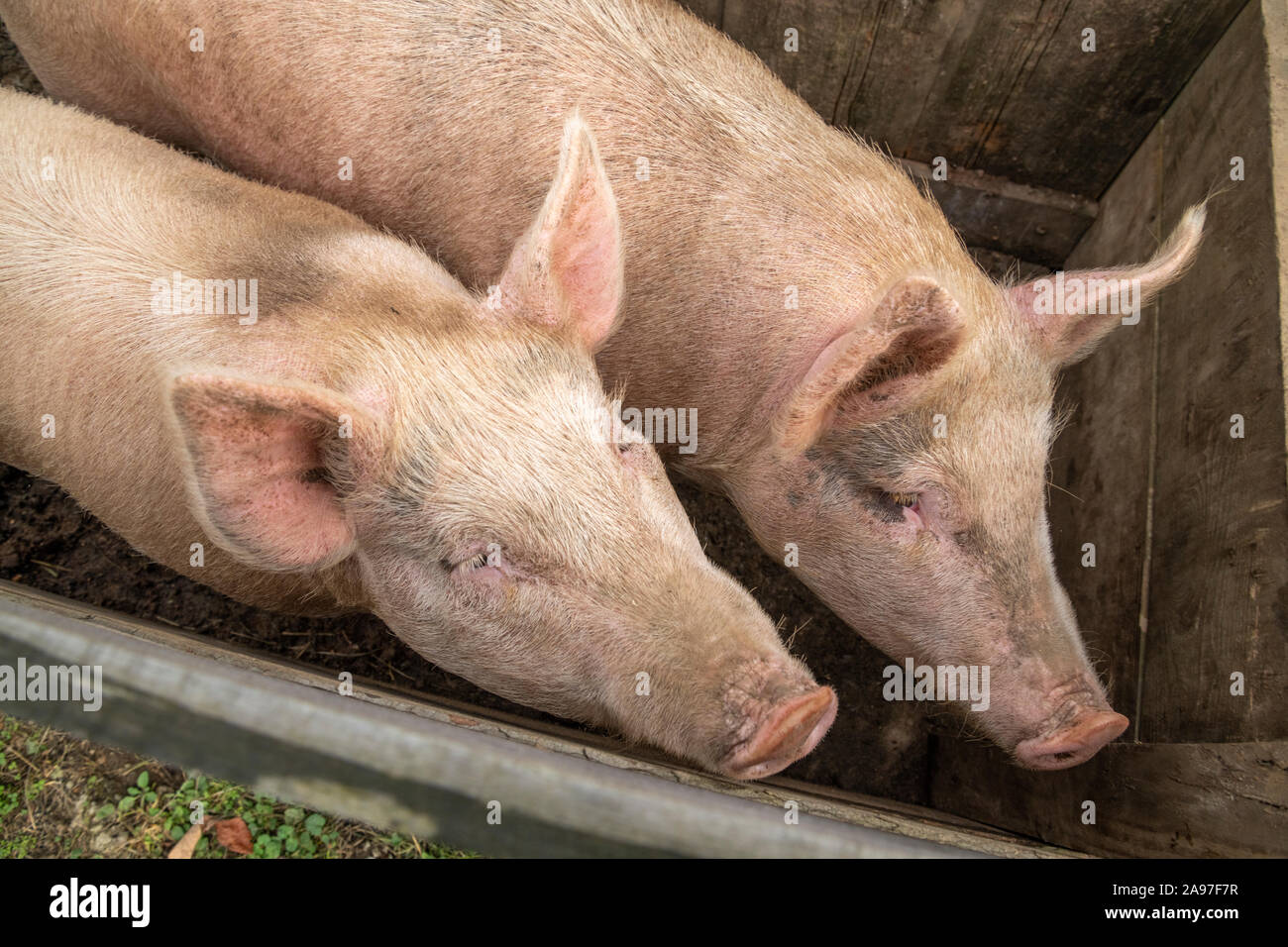 Pigs in stye hi-res stock photography and images - Alamy