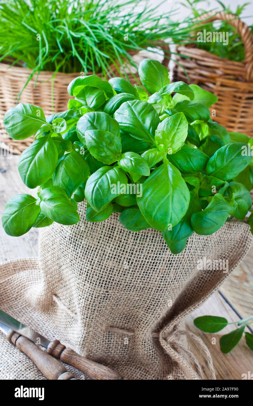 Fresh Basil Herb Stock Photo - Alamy