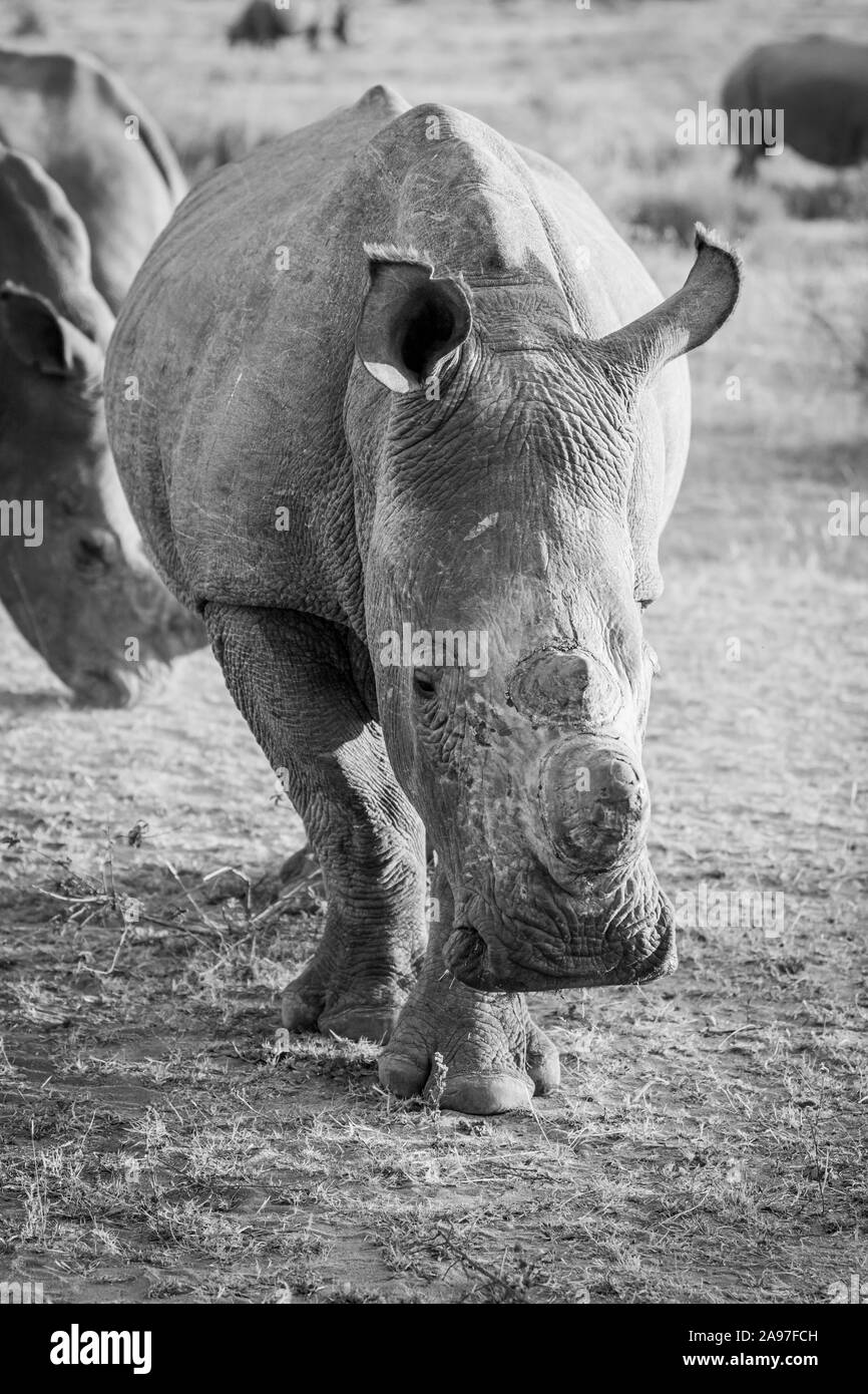 Close up of a White rhino starring at the camera in black and white ...