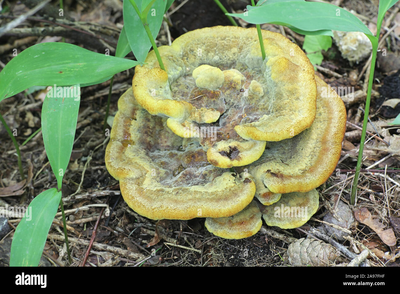 Phaeolus schweinitzii, commonly known as velvet-top fungus, dyer's ...