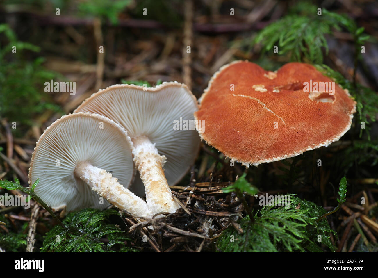 Cystodermella cinnabarina, known as cinnabar powdercap, wild mushroom ...