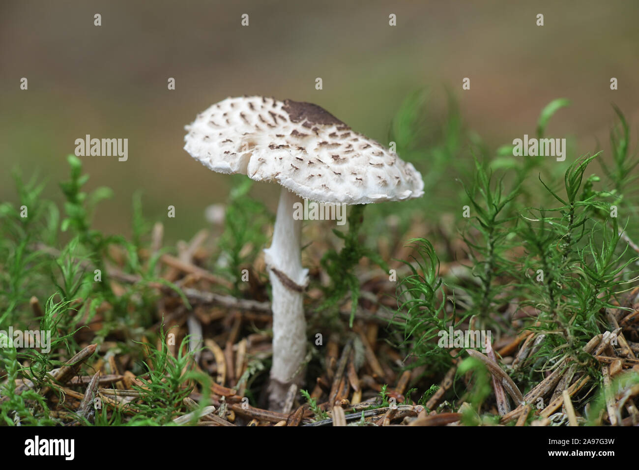 Lepiota felina, known as the cat dapperling, wild mushroom from Finland ...