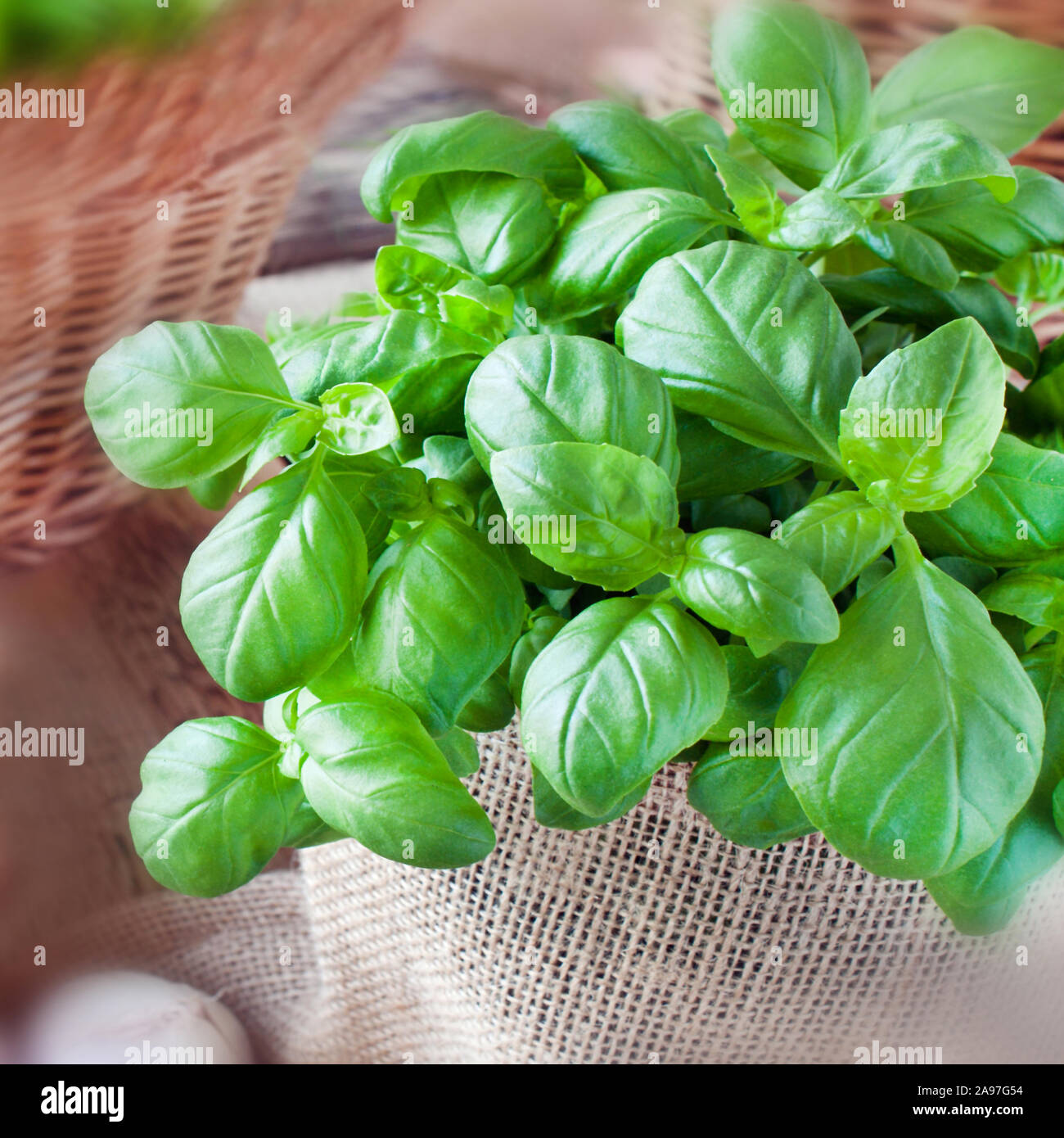 Fresh Basil Herb Stock Photo - Alamy
