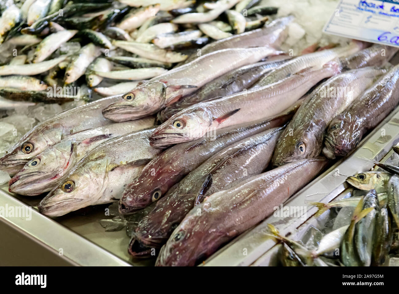 European hake merluccius merluccius pescada branca hi-res stock ...